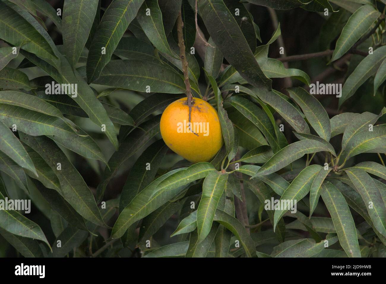 Ripe mango tree hi-res stock photography and images - Alamy
