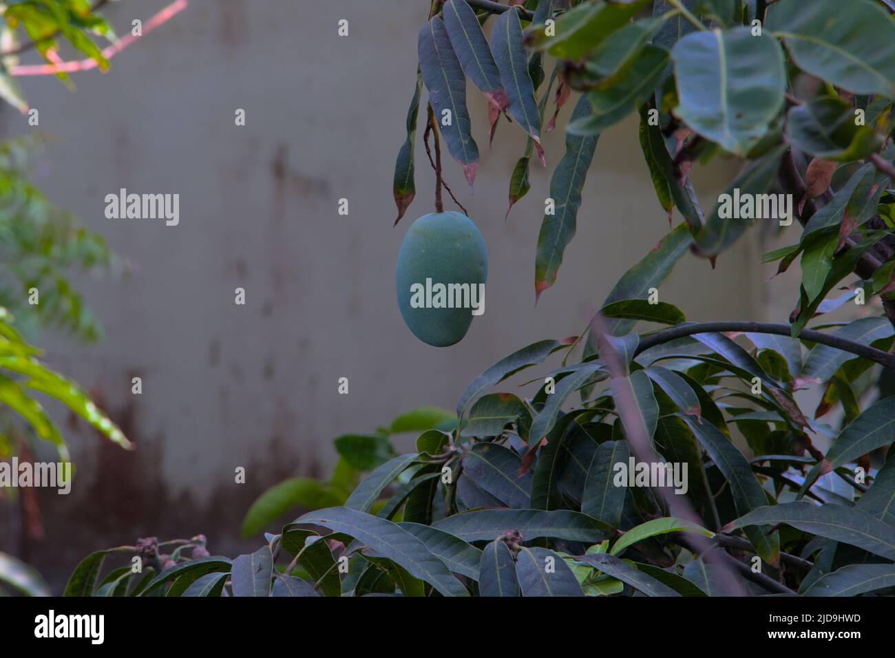 Mango dangling from a tree brunch Stock Photo - Alamy