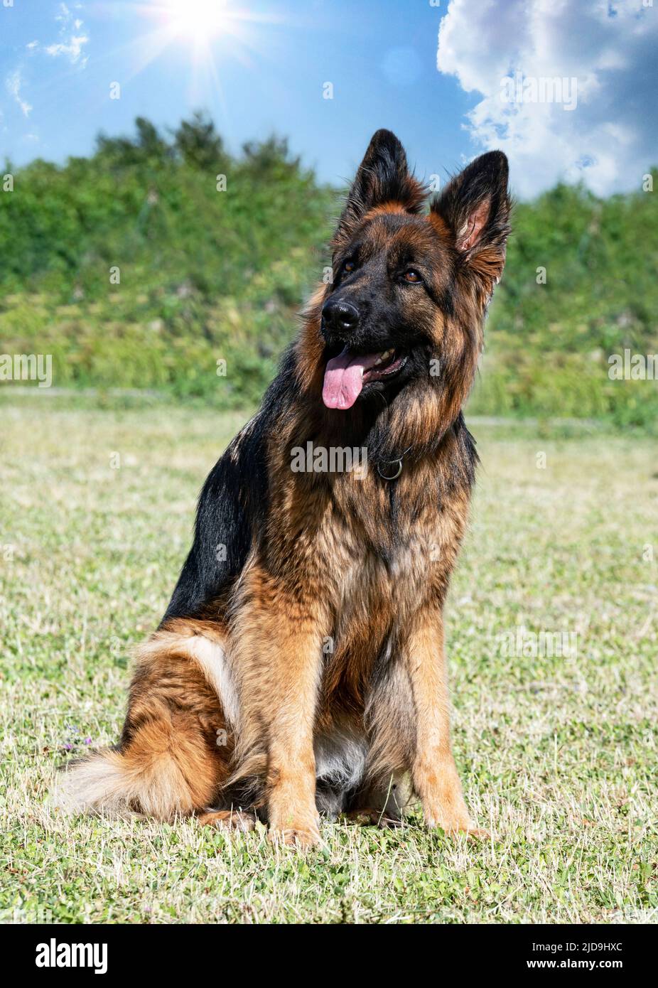 K9 competition hi-res stock photography and images - Alamy