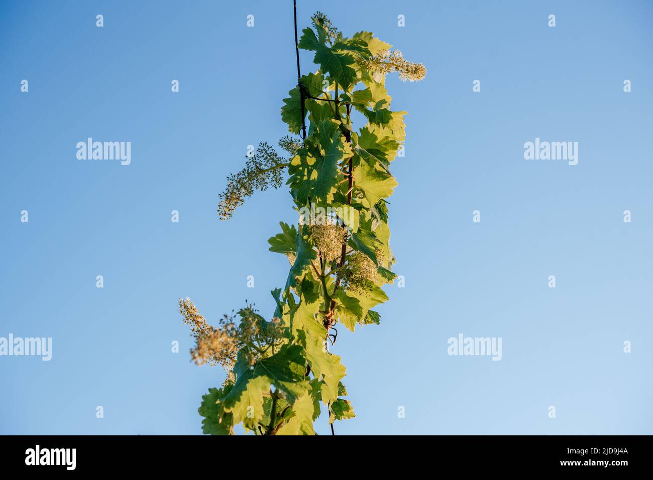 Young blooming grapes sprout on wire trellis in the vineyard Stock ...