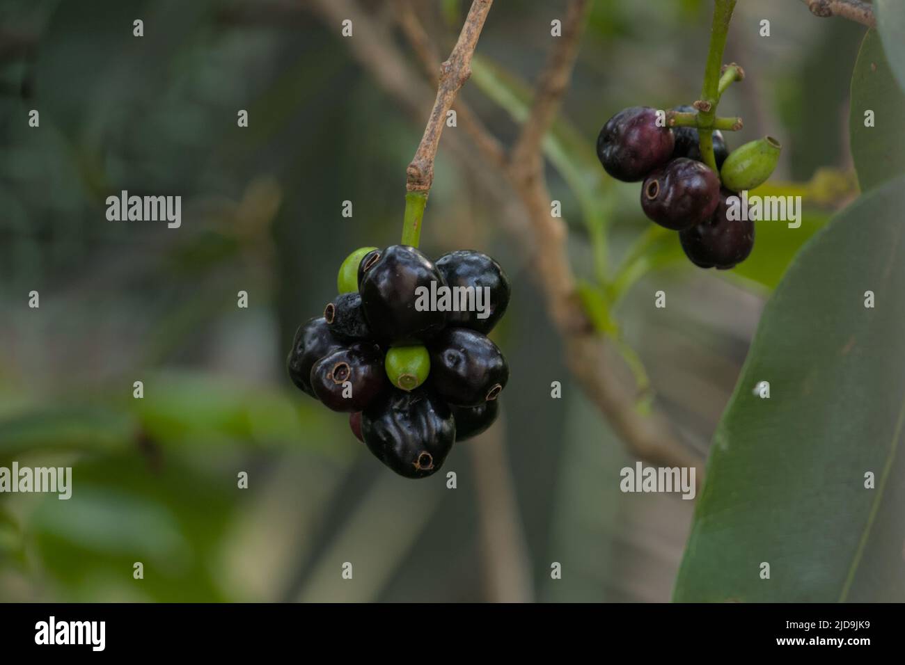 Jamun Fruit hanging on tree. Malabar plum, Java plum, or black plum ...