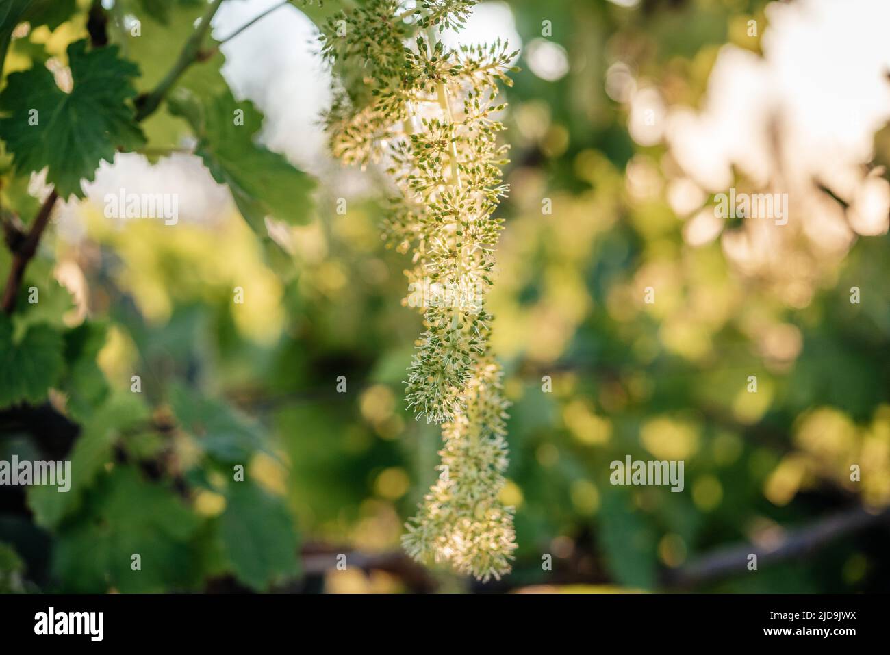 Young vine wood trellis hi-res stock photography and images - Alamy