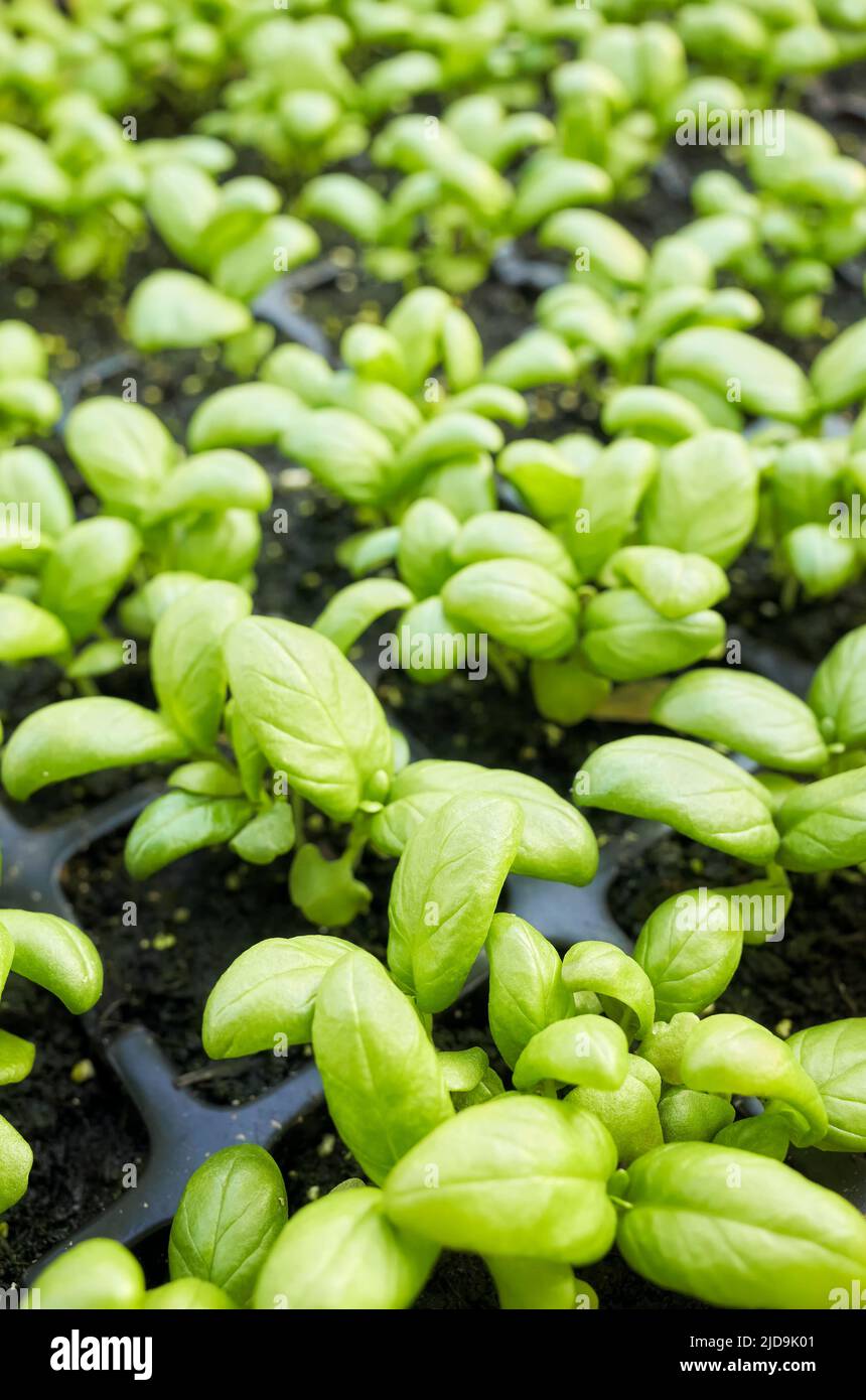 Basil seedlings hi-res stock photography and images - Alamy