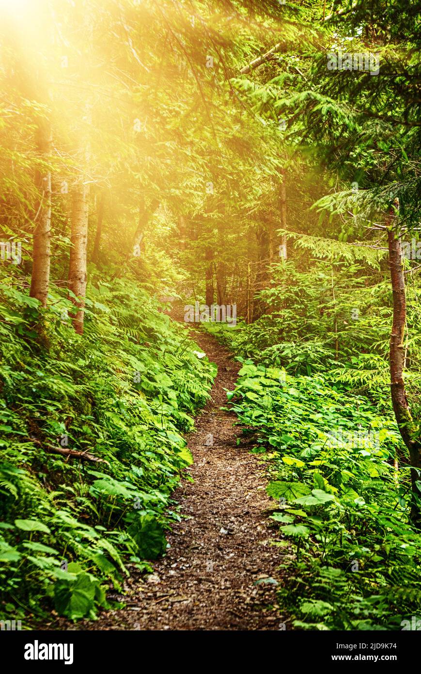 Summer green forest Stock Photo - Alamy