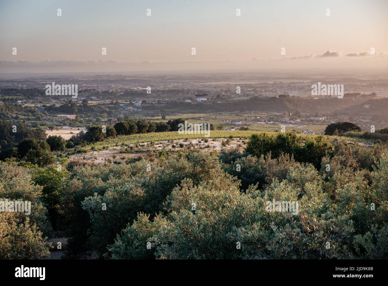 Beautiful sunset landscape in Italy with pastel color sun, olive trees ...
