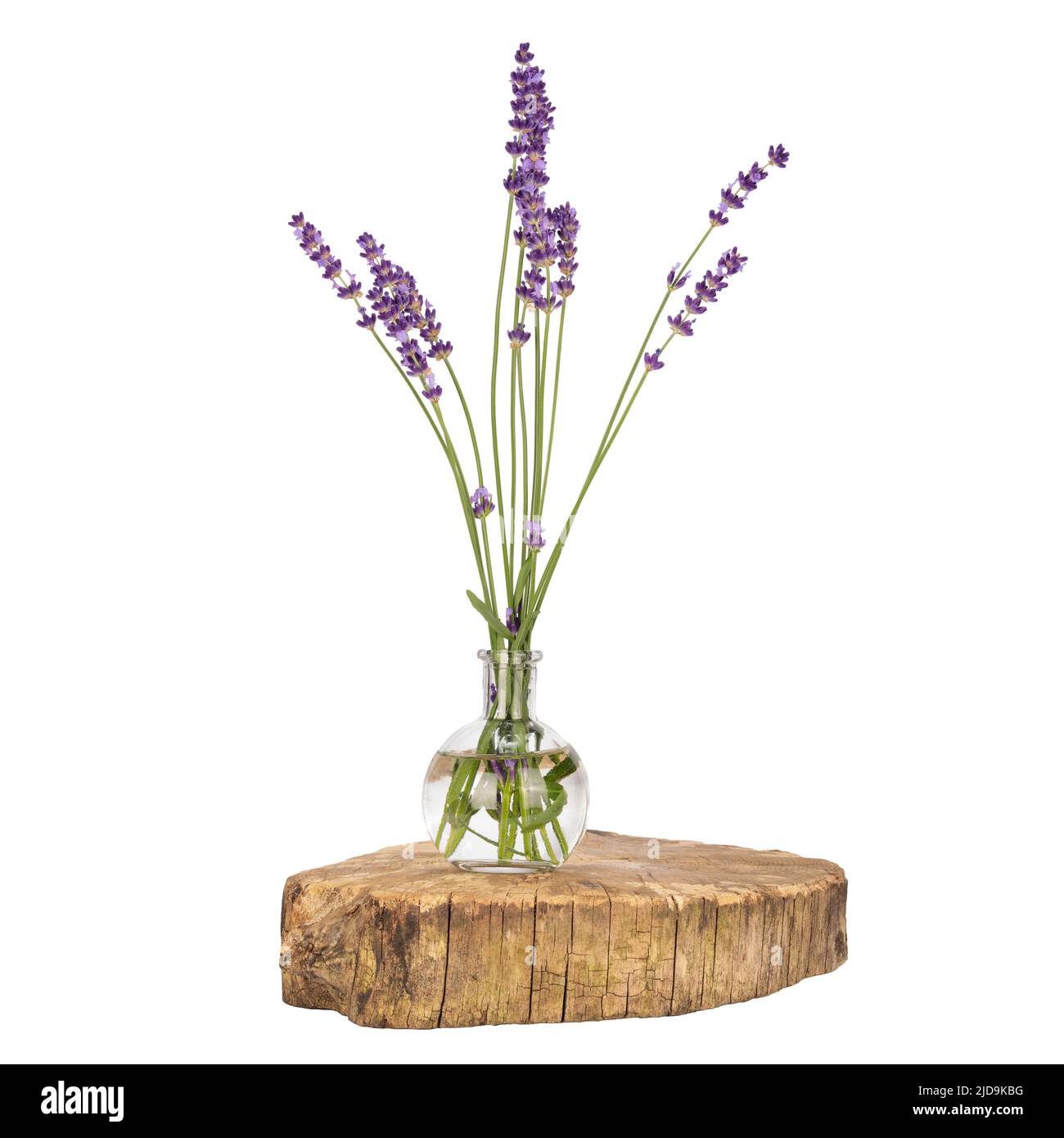 Bouquet of lavender flowers in vase on wooden trunk isolated on white ...