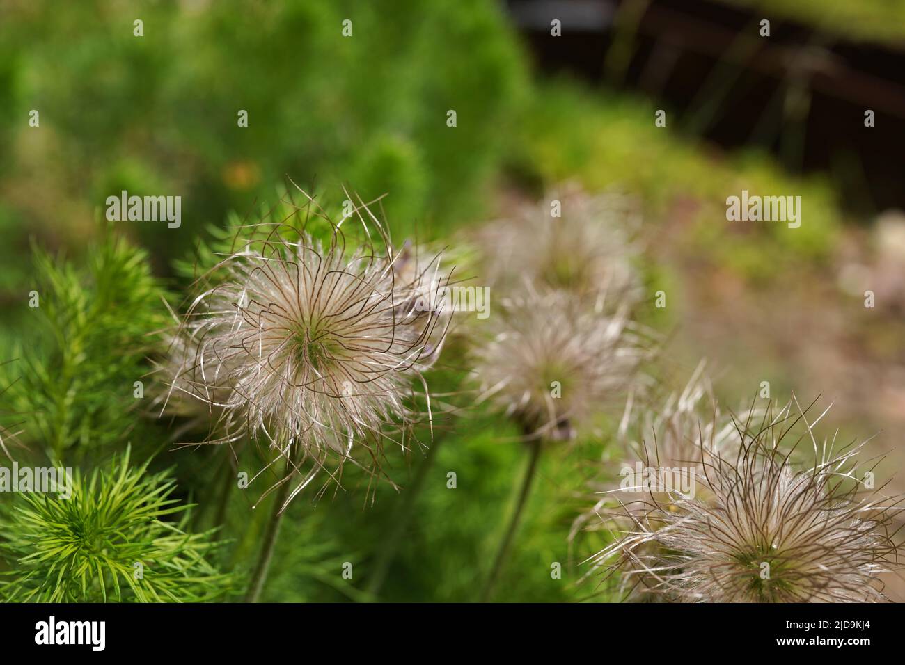 Pasqueflower fluffy ball hi-res stock photography and images - Alamy