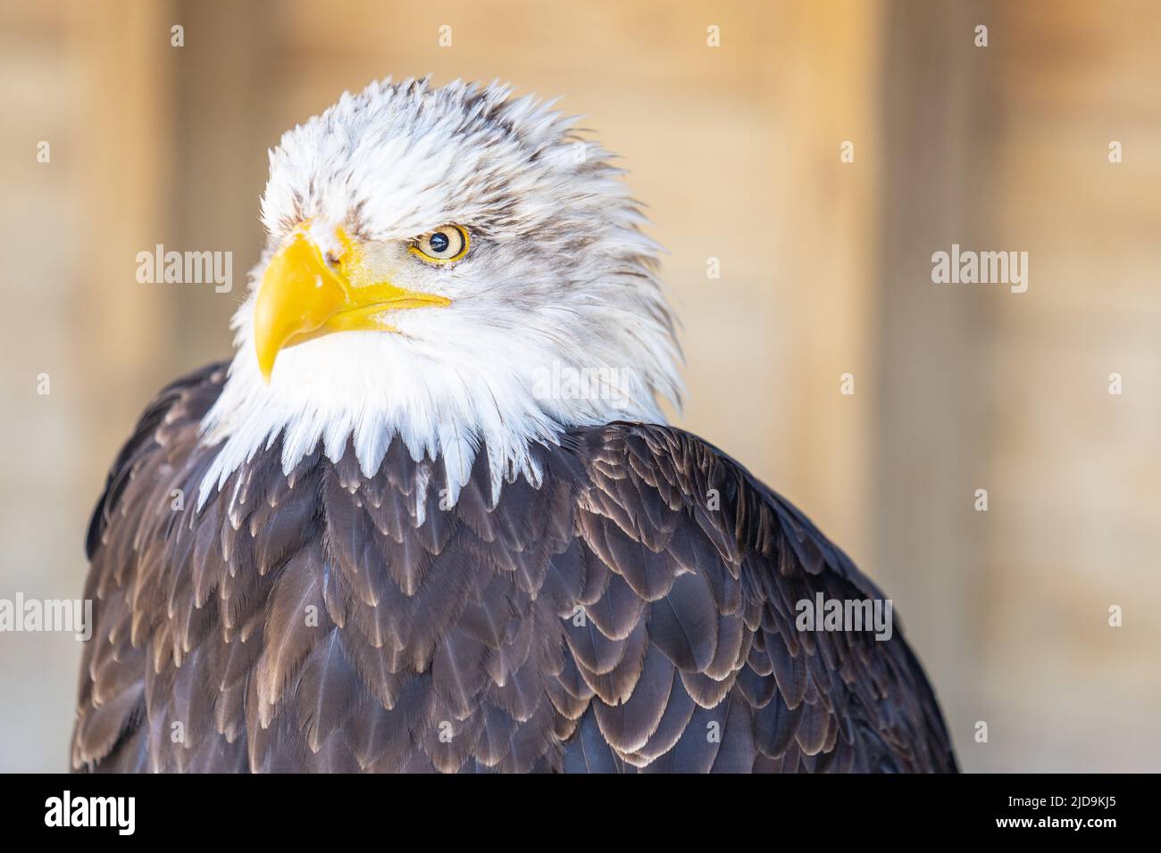 Bald eagle Haliaeetus leucocephalus is a bird of prey found in North ...