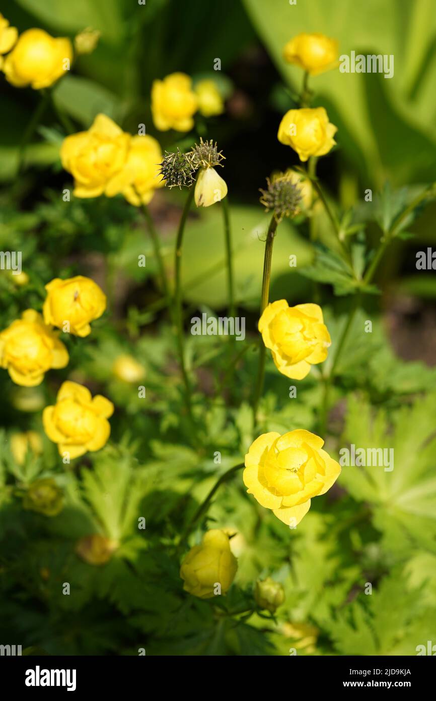 Trollius altissimus, yellow flower of globeflower, close-up and bokeh ...