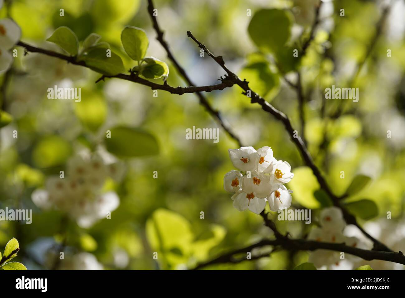 Common silverbell hi-res stock photography and images - Alamy