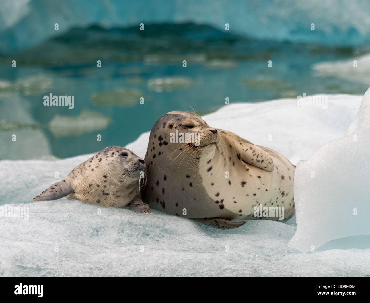 New born harbor seal, Phoca vitulina, pup and mother on ice in Tracy ...