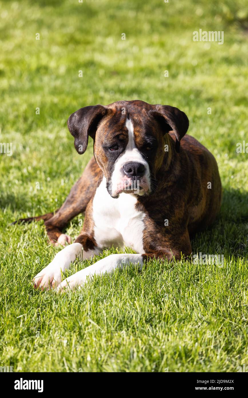 Backyard adorable hi-res stock photography and images - Alamy