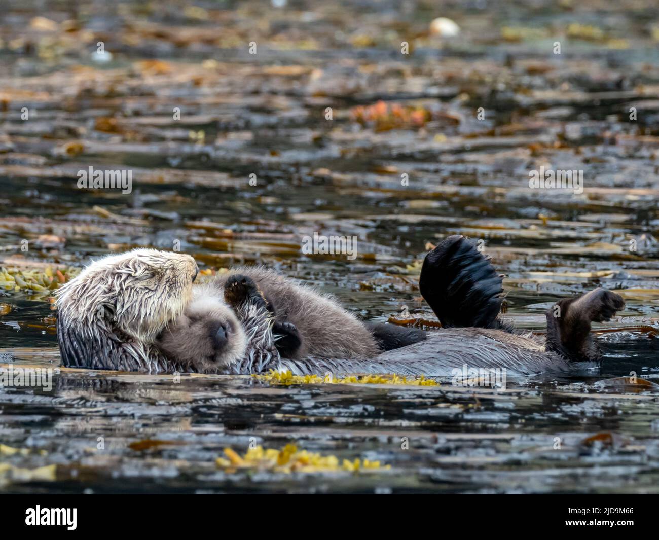 Sea otter, Enhydra lutris, with pup in the kelp forests of Southeast ...
