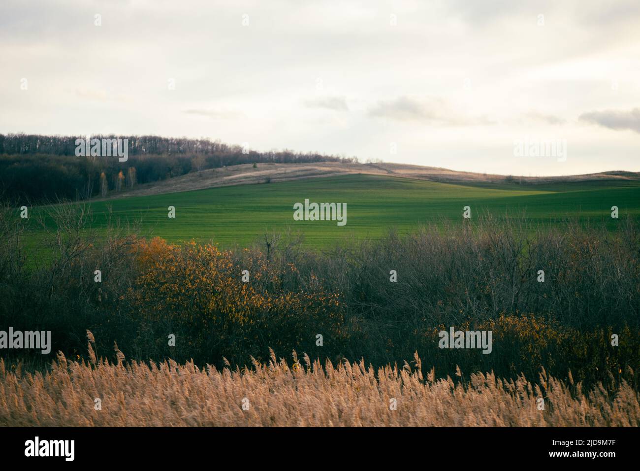 Open space plant hi-res stock photography and images - Alamy