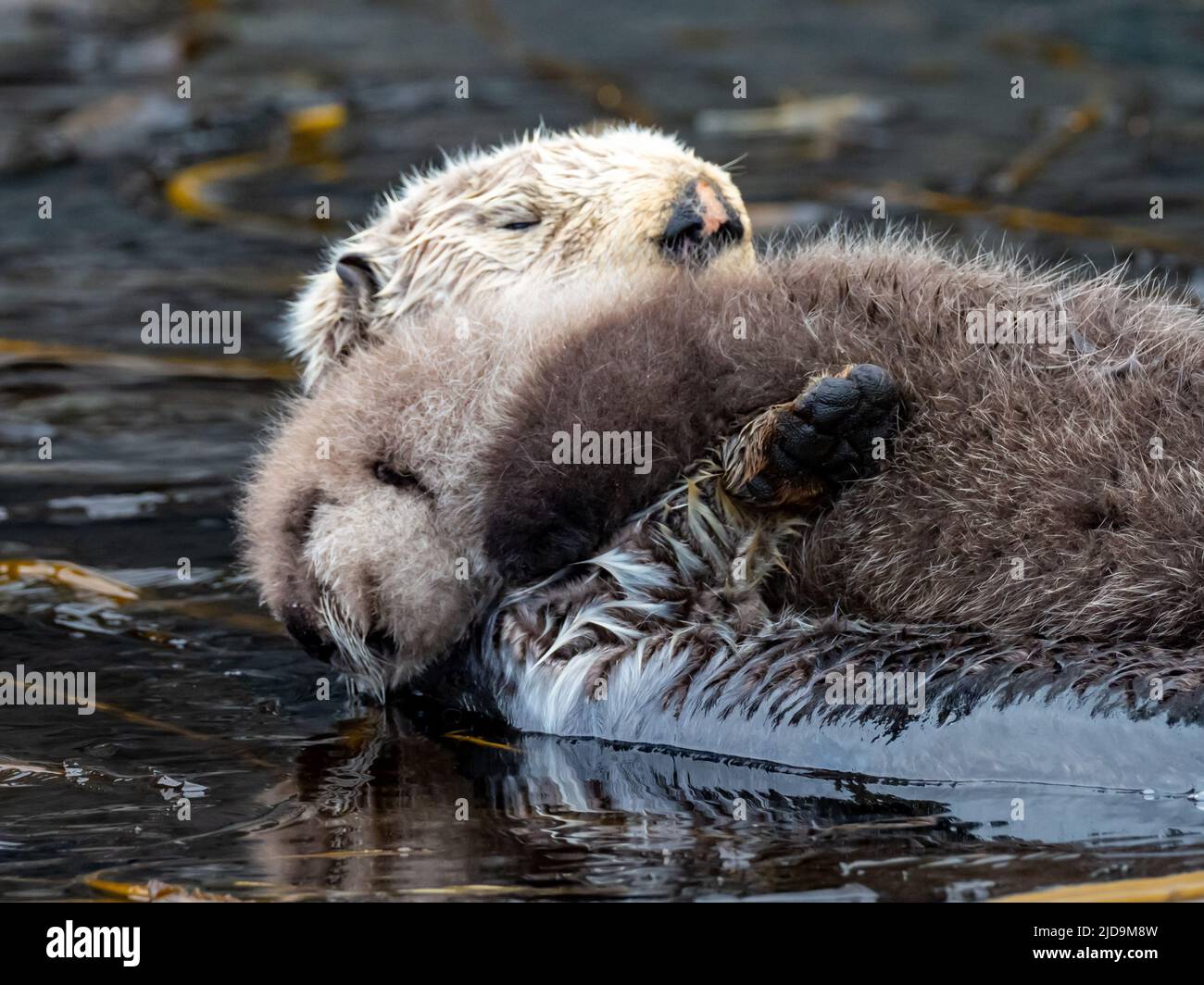 Sea Otter Fur
