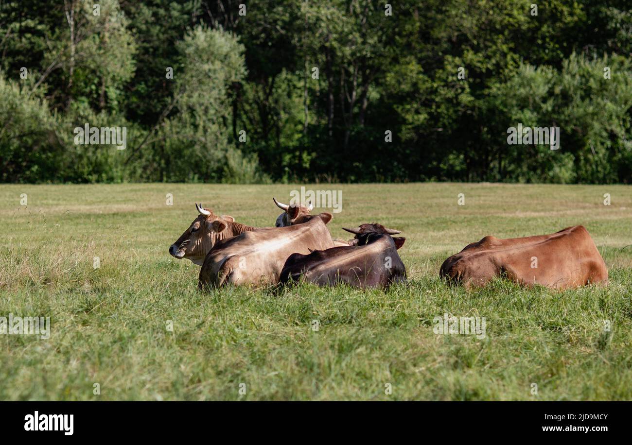 Beautiful cow walking on field hi-res stock photography and images - Alamy