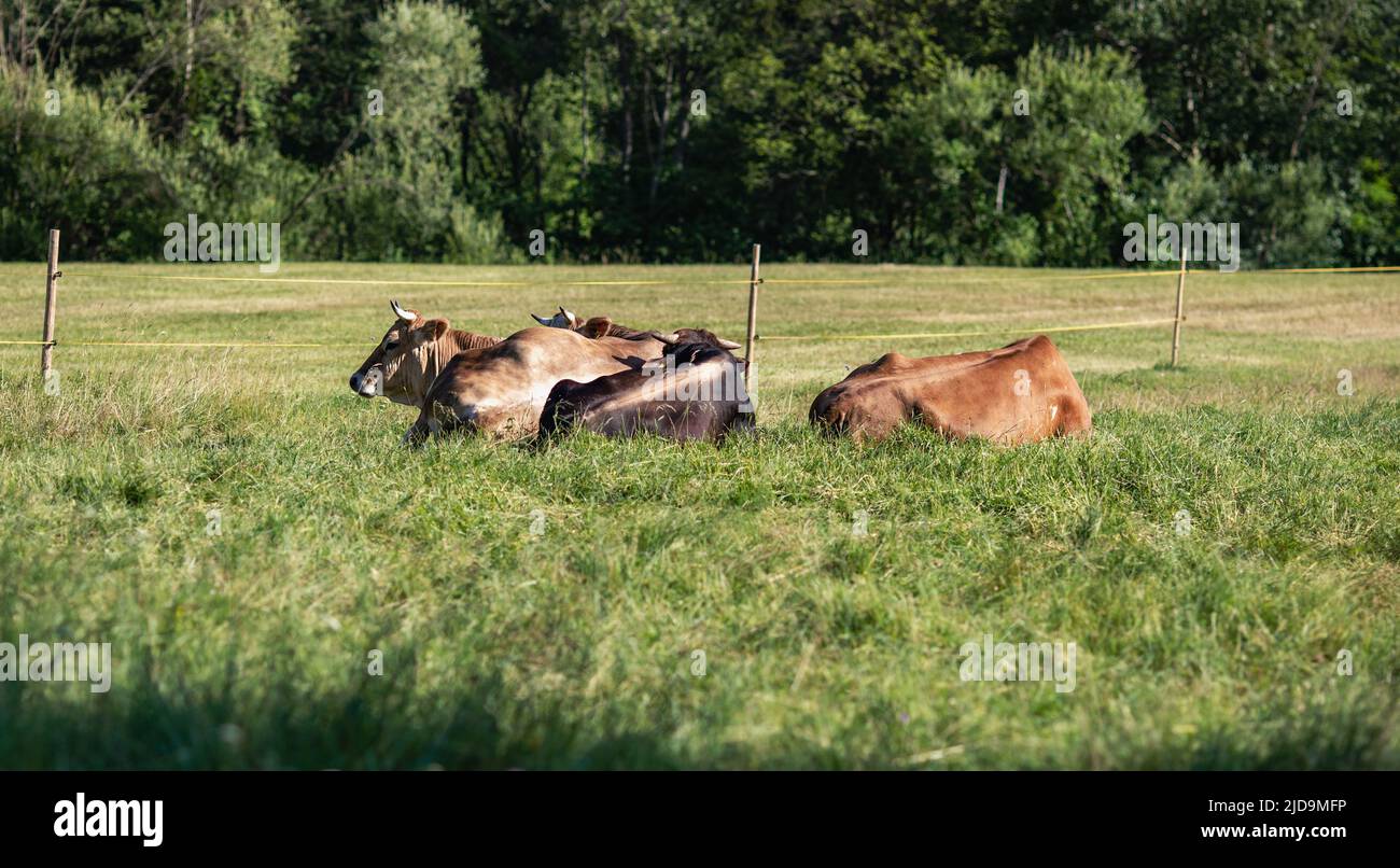 Happy family walking agriculture farmers hi-res stock photography and ...