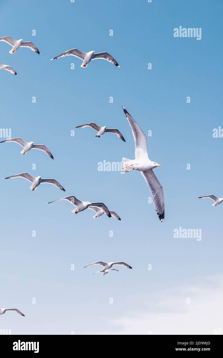 Common sea gulls flock flying In Greece Stock Photo - Alamy