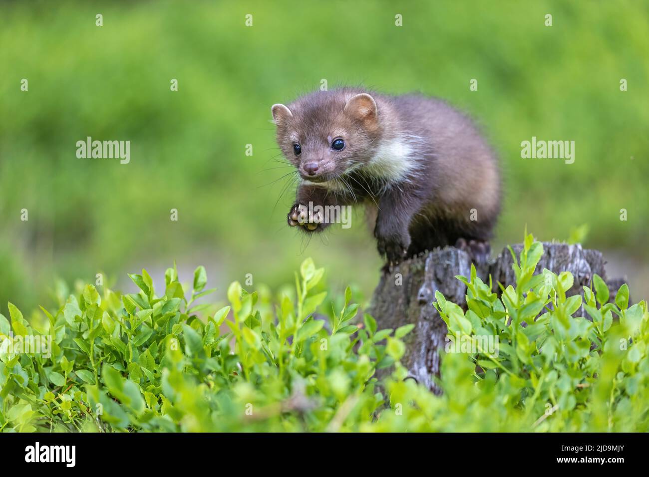 Jumping cute young marten closeup outdoors. Horizontally Stock Photo ...