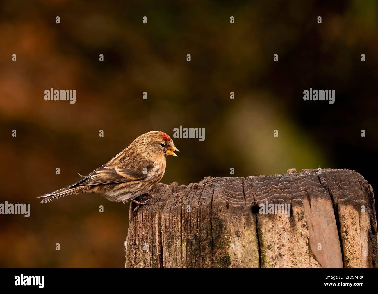 Female lesser redpoll hi-res stock photography and images - Alamy