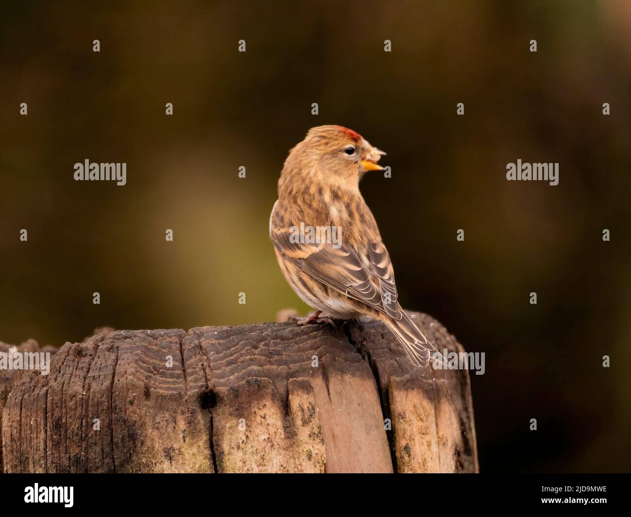 Female lesser redpoll hi-res stock photography and images - Alamy