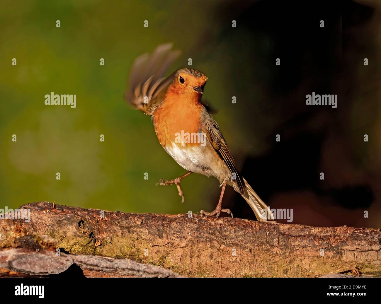Scottish robin hi-res stock photography and images - Alamy