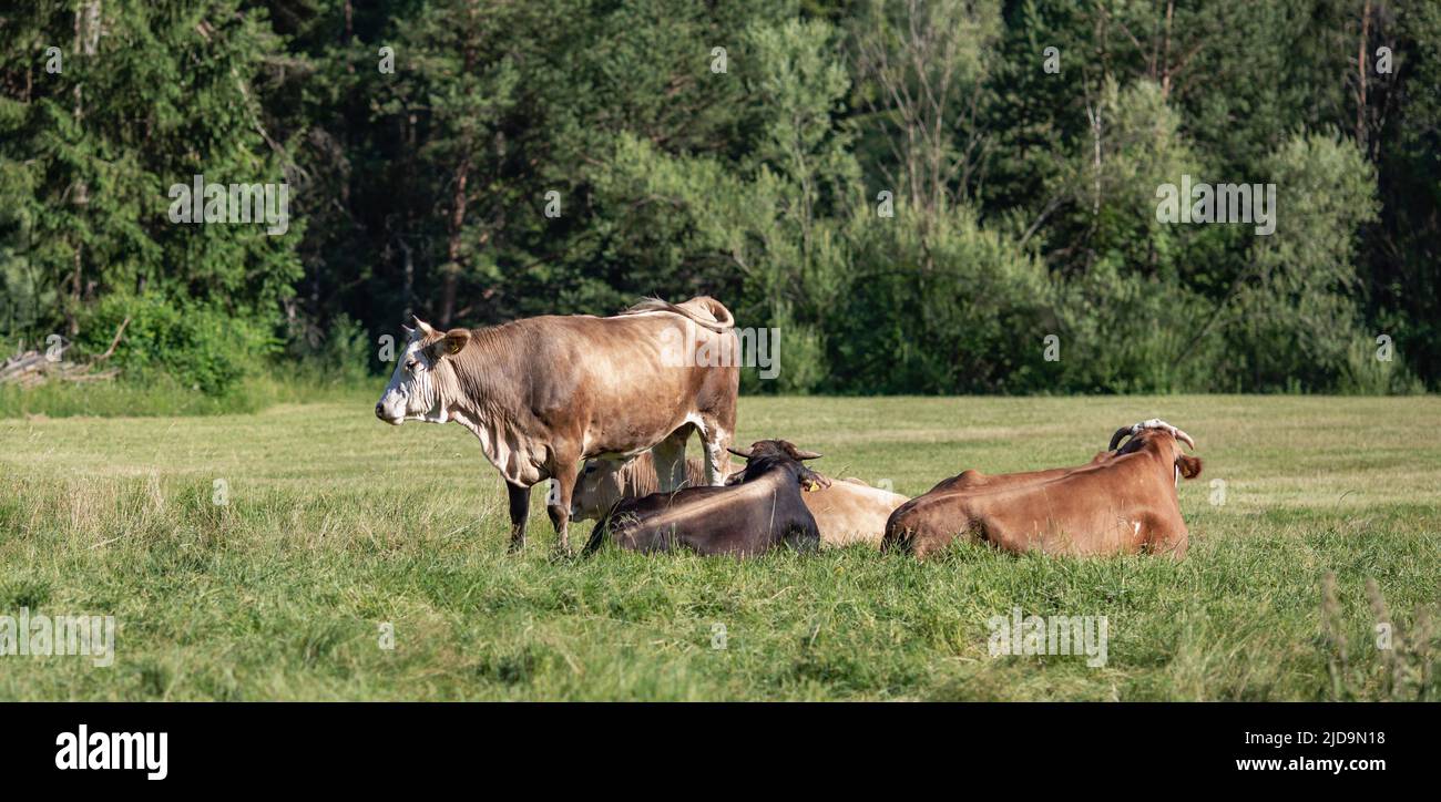 Happy family walking agriculture farmers hi-res stock photography and ...