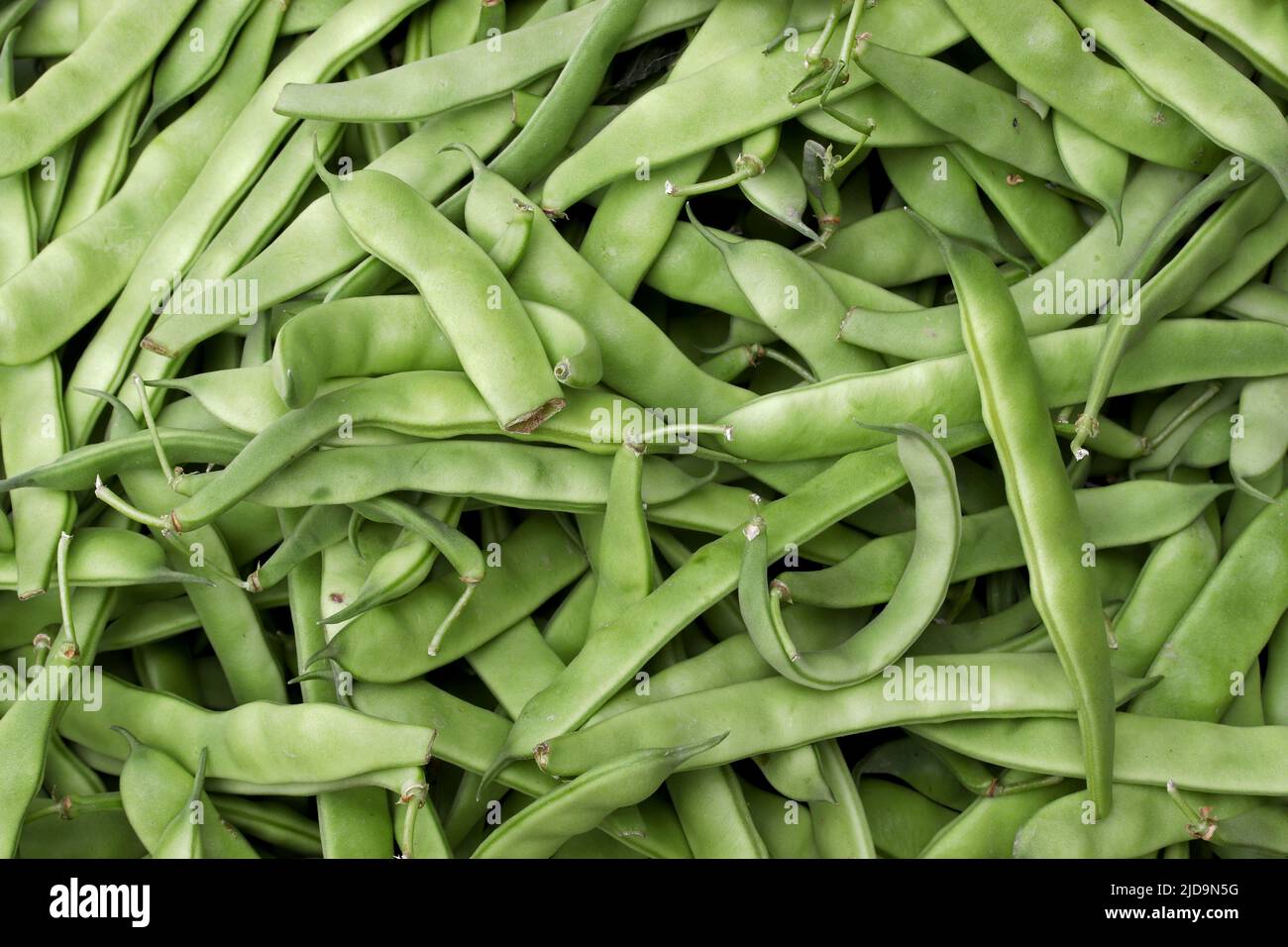Organic green beans in hi-res stock photography and images - Alamy