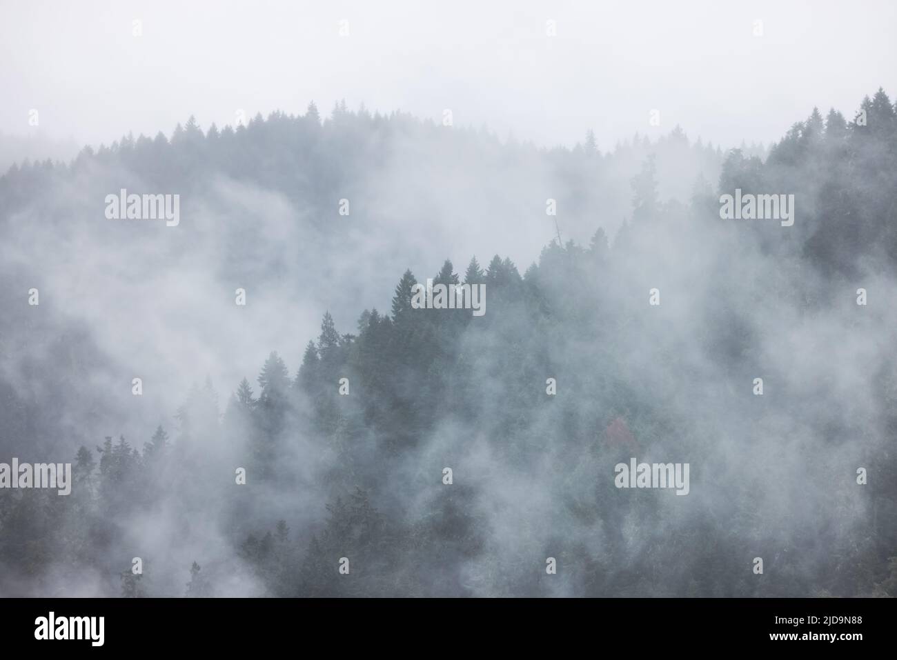 Green Evergreen Trees in a forest on top of a mountain covered in ...
