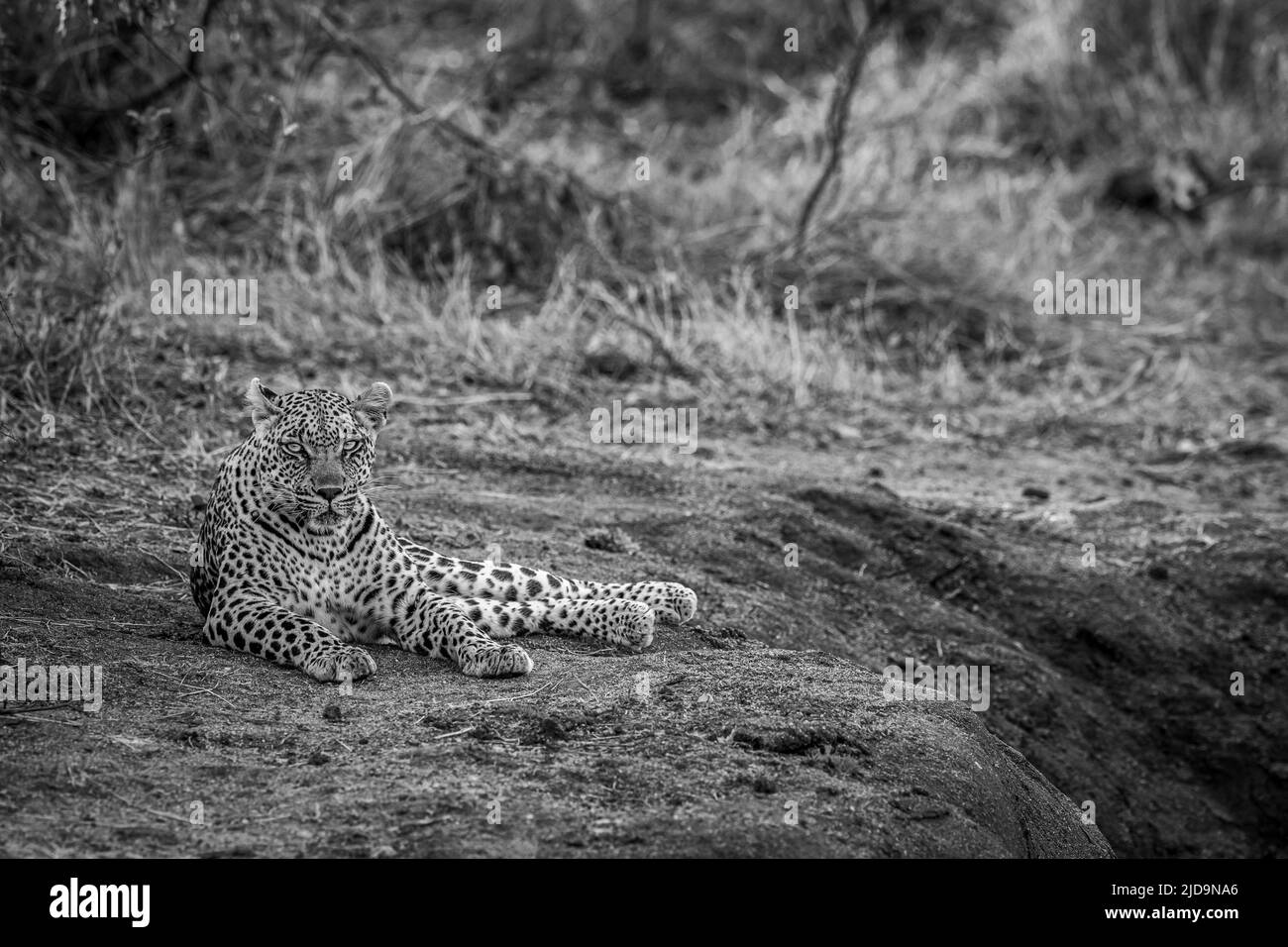 Leopard laying in the sand and relaxing in black and white in the ...