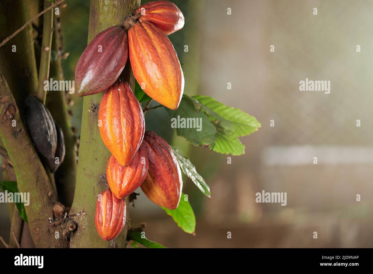 Group of cacao pods on tree branch with copy space close up view Stock ...