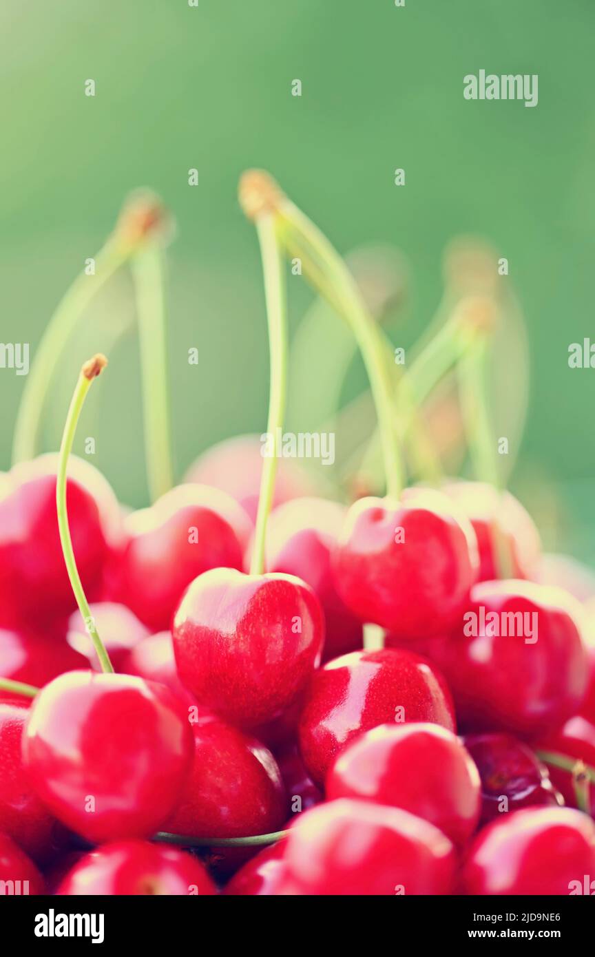 Beautiful red fresh cherries. Healthy food - fruits. Concept for ...