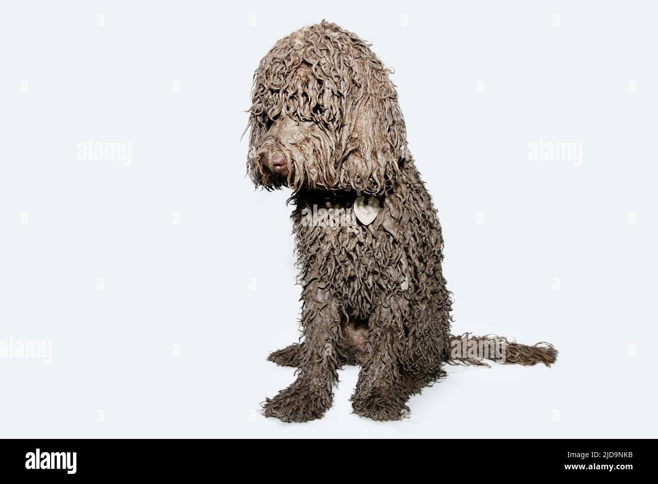 Portrait dirty poodle dog on a mod puddle.. Isolated on white ...