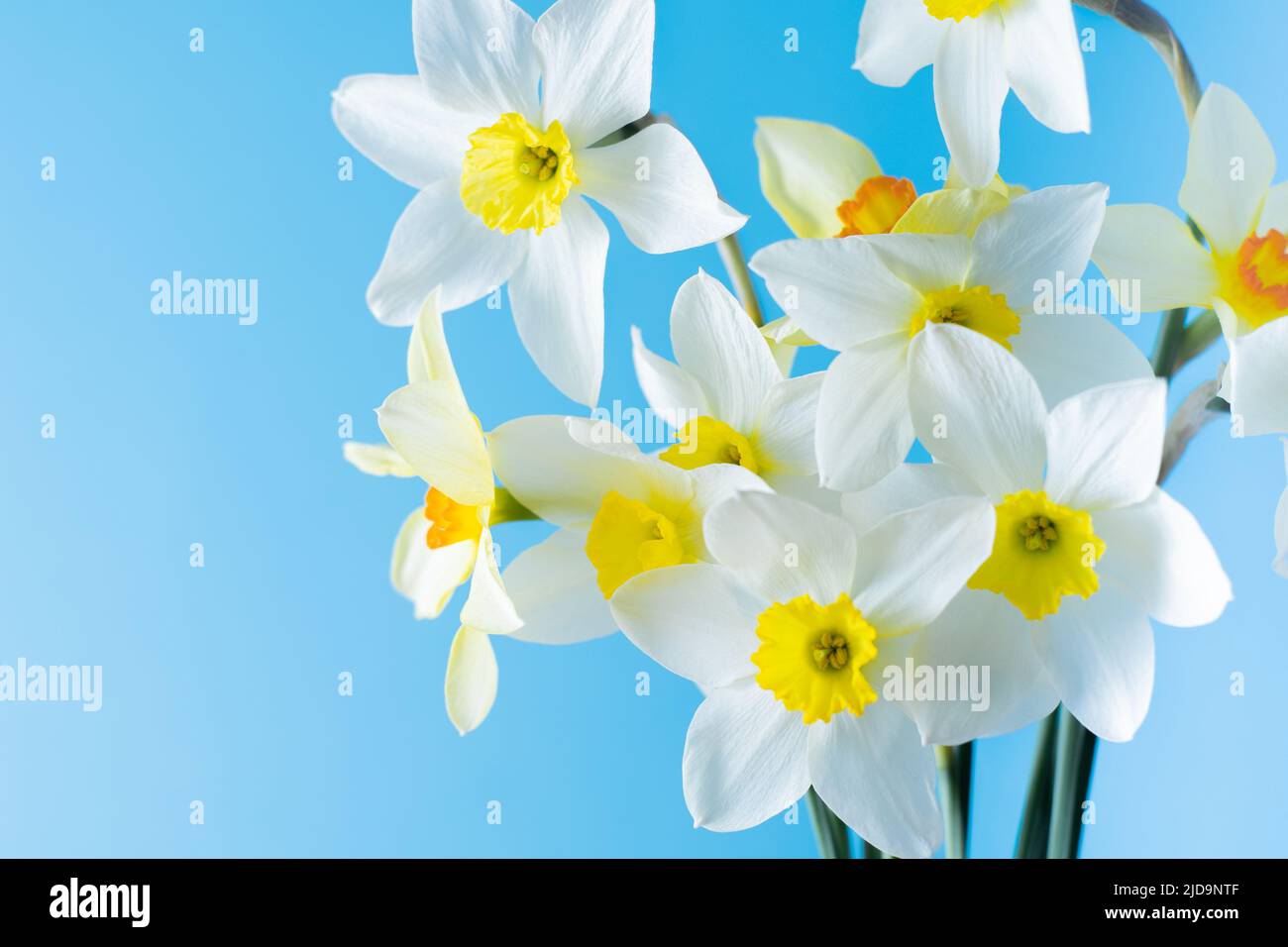 White and yellow daffodils on a blue background. Flower with orange ...