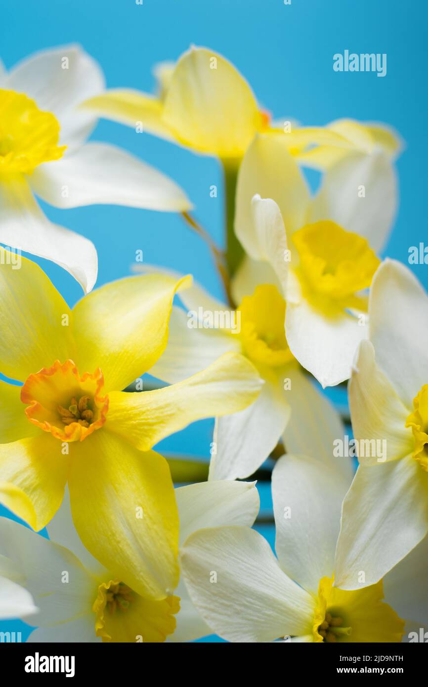 White and yellow daffodils on a blue background. Flower with orange ...