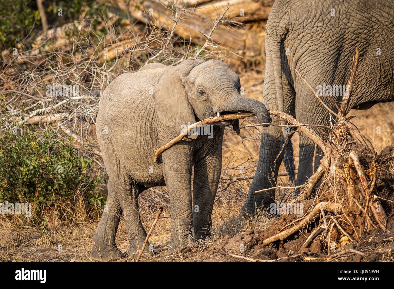 Baby Elephant calf playing with a branch in the Kruger National Park ...