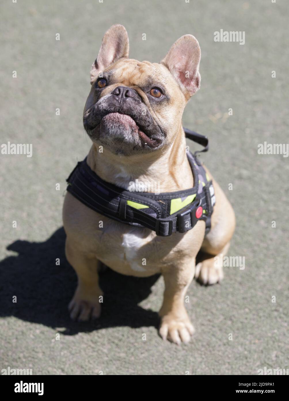 2-Years-Old Tan Frenchie Male Looking Up with Mouth Closed. Off-leash ...