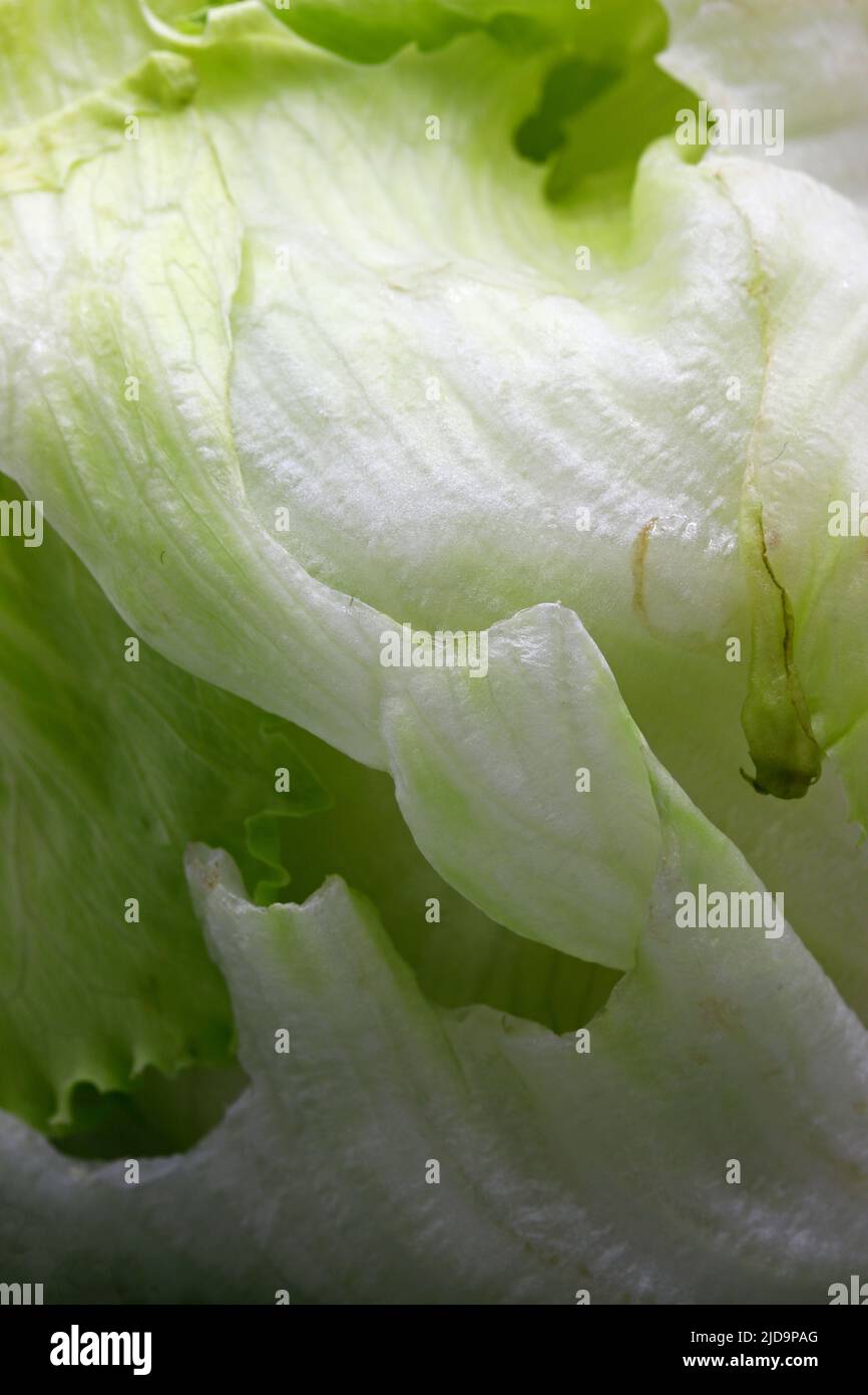 Fresh lettuce leaf hi-res stock photography and images - Alamy