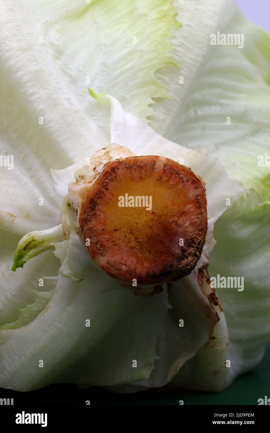 close-up iceberg fresh lettuce leaf background Stock Photo - Alamy