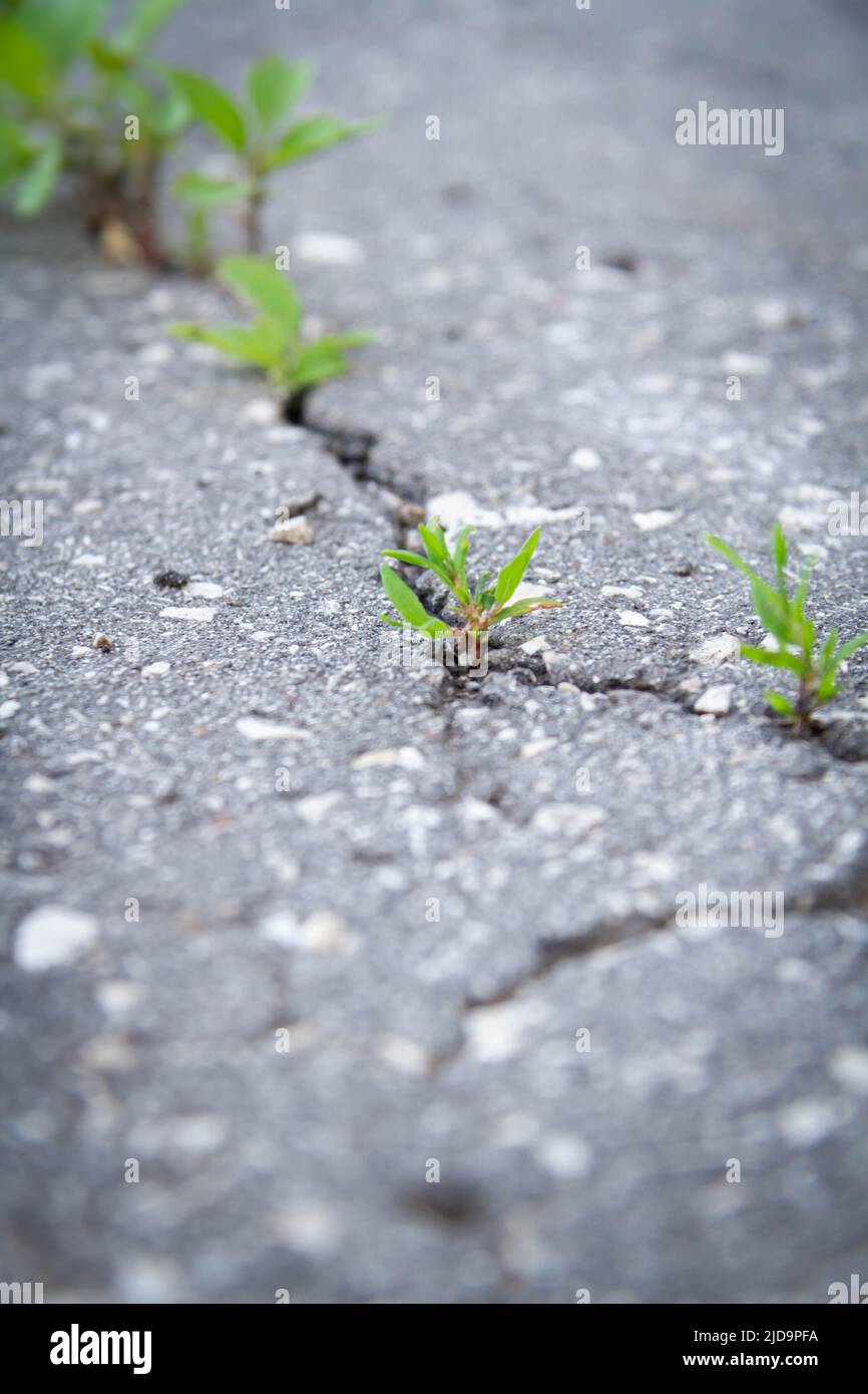 The power of growth. Sprouted sprout through the asphalt. The plant ...