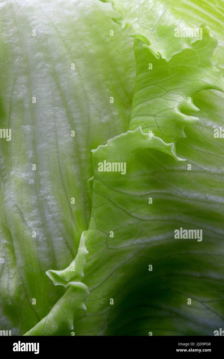 Fresh lettuce leaf hi-res stock photography and images - Alamy