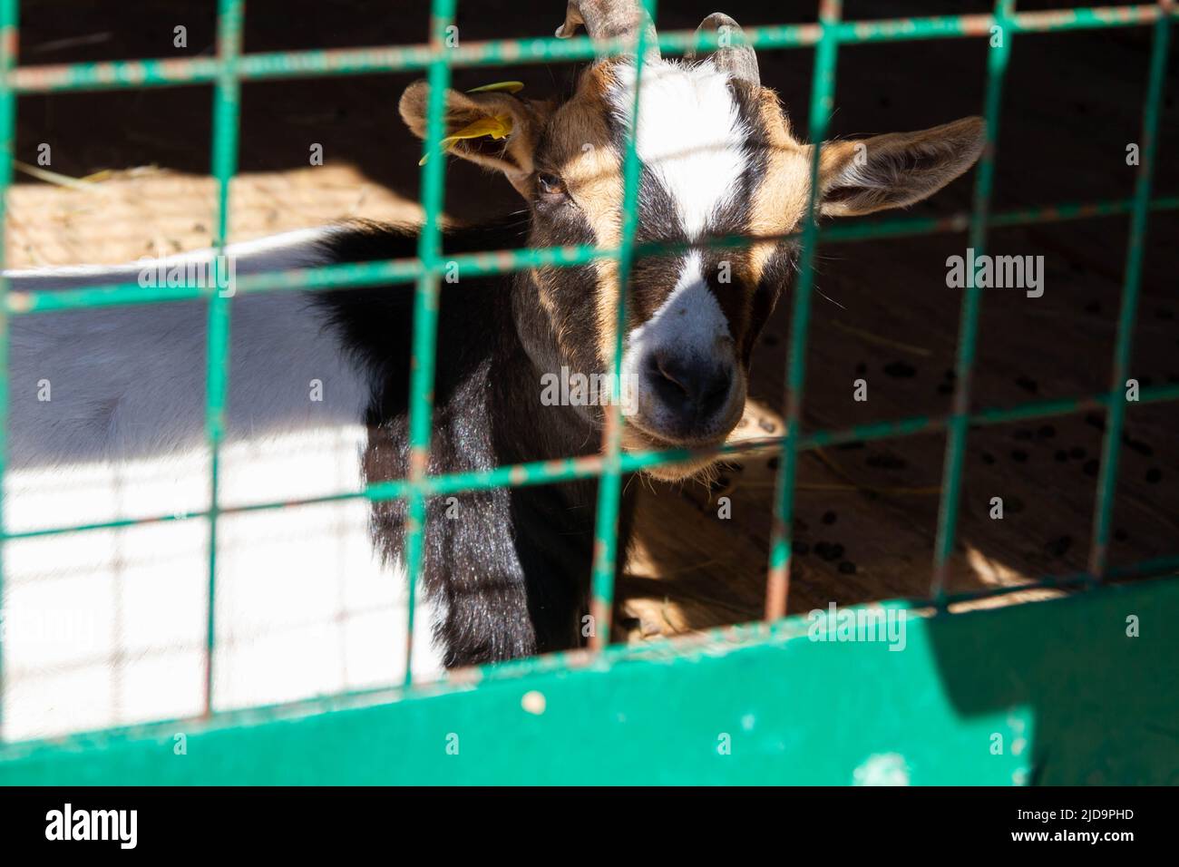 Wild goat in captivity. Goat close-up behind the bars of the cage in ...