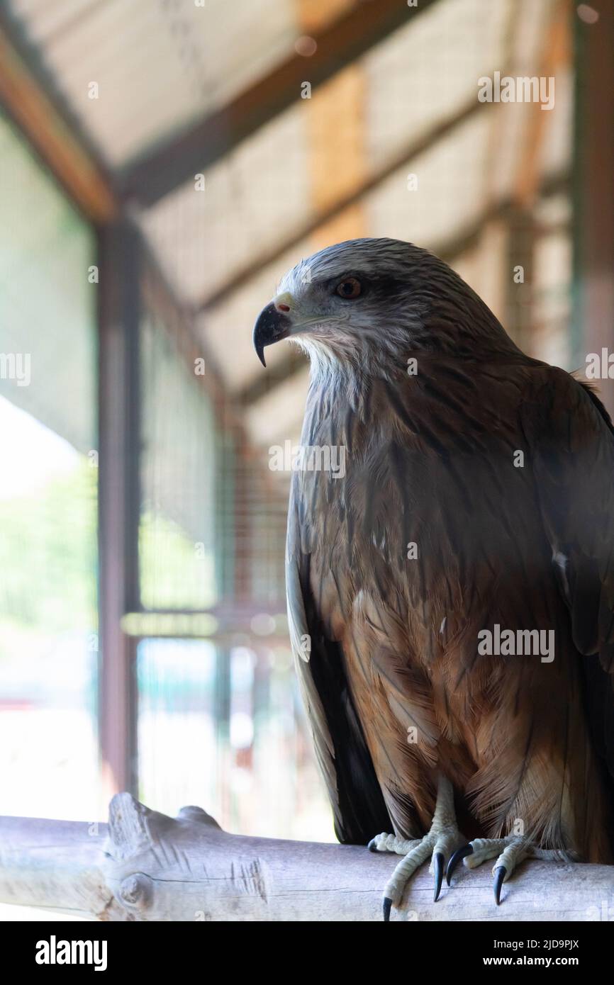 American eagle at the zoo. Hawk in captivity. Bird of the hawk family ...