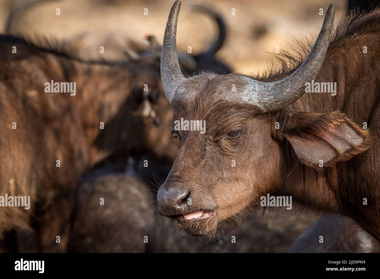 Side profile of an African Buffalo in the Kruger National Park, South ...