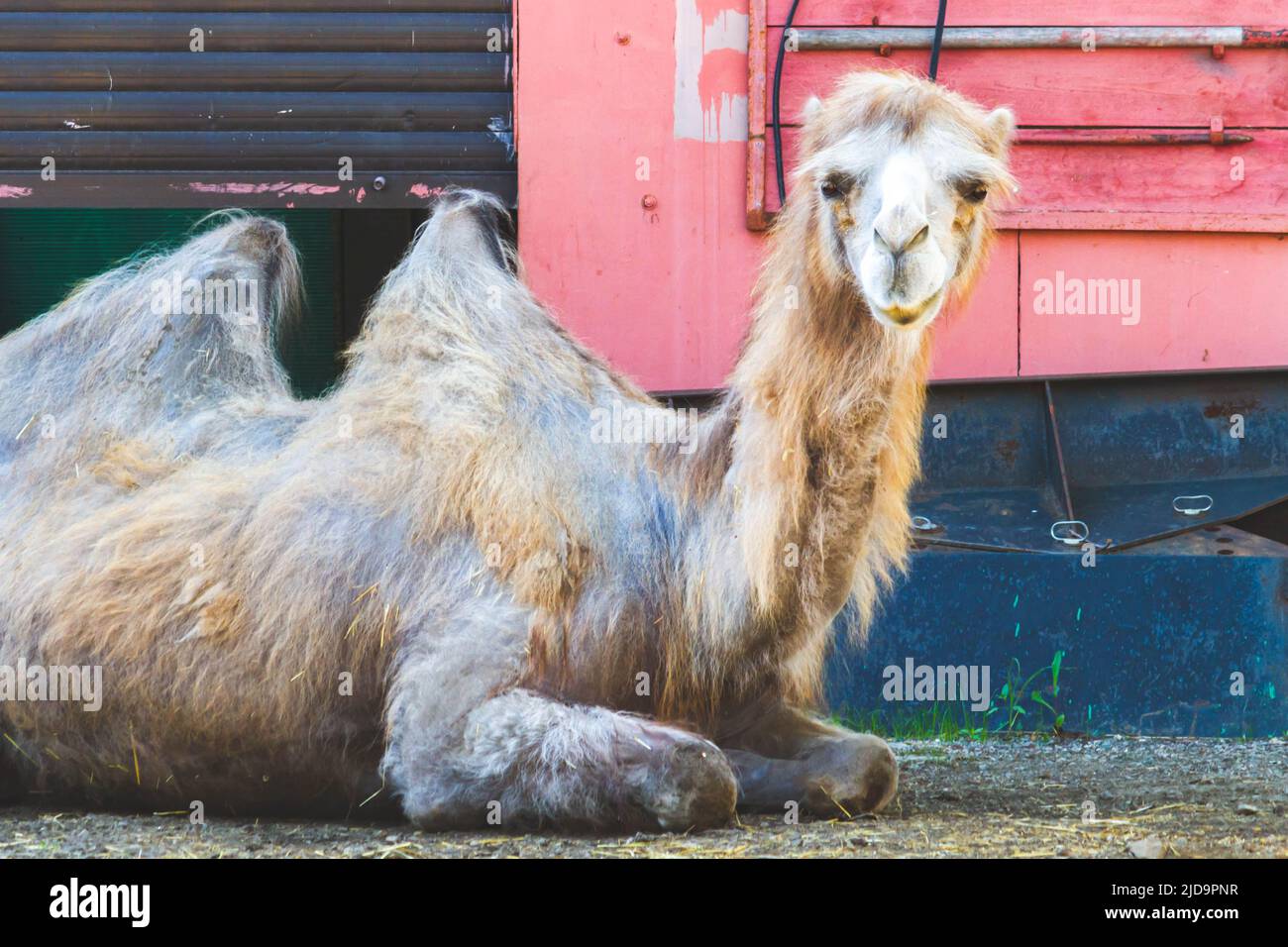 Camel on vacation. Bactrian camel lies on the ground. Animals in ...