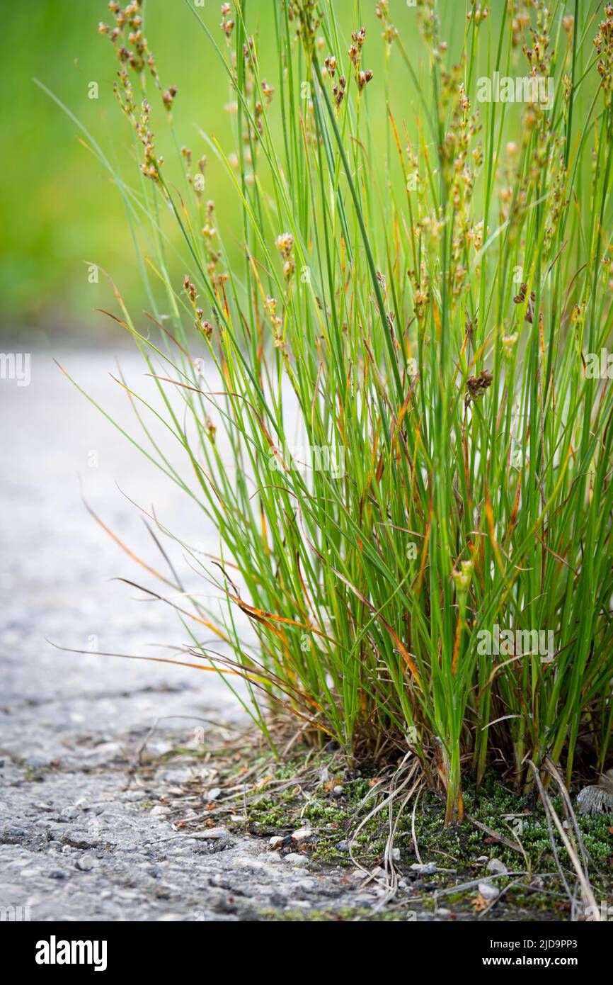 The power of growth. Sprouted sprout through the asphalt. The plant ...