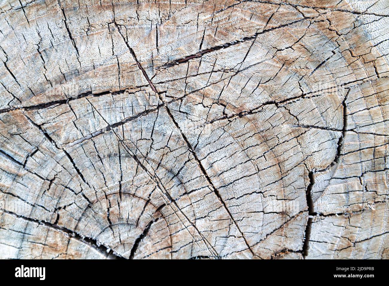 Tree in section. Texture of a cut tree close-up. Cracks in a saw cut ...