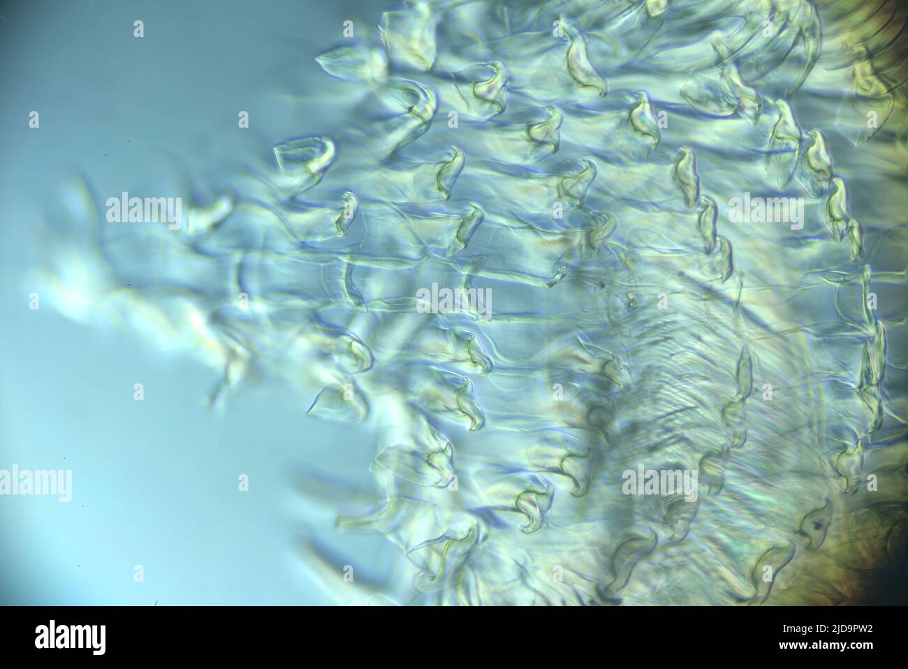 Limpet radula imaged on a microscope, Wales, UK Stock Photo - Alamy