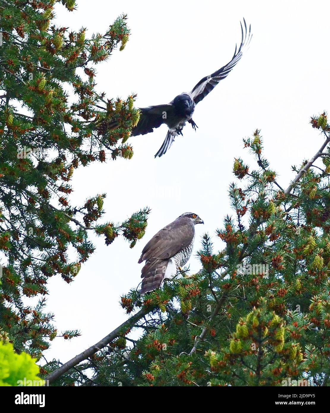 Crows in cemetery hi-res stock photography and images - Alamy