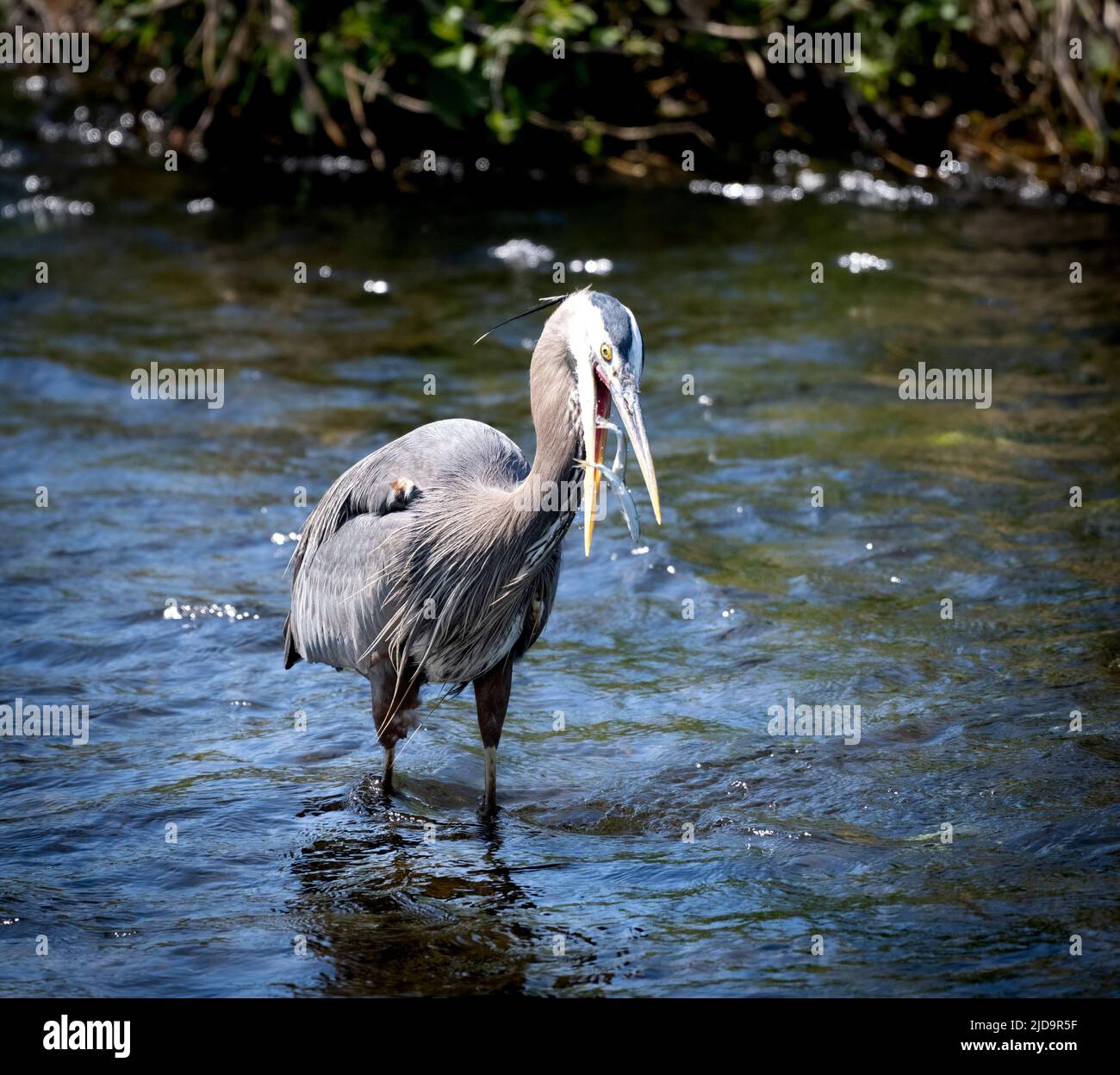 A great blue heron catching fish in a river Stock Photo - Alamy